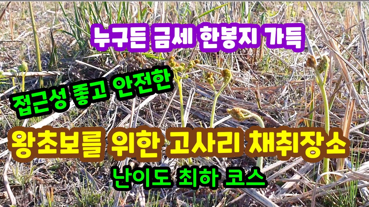 왕초보를 위한 고사리 채취장소 누구든 금세 한봉지 가득 접근성 좋고 안전한 고사리밭 Youtube
