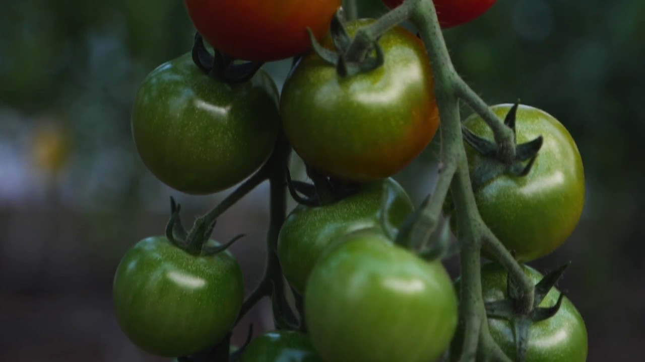 Amara Farm - Early Summer - YouTube