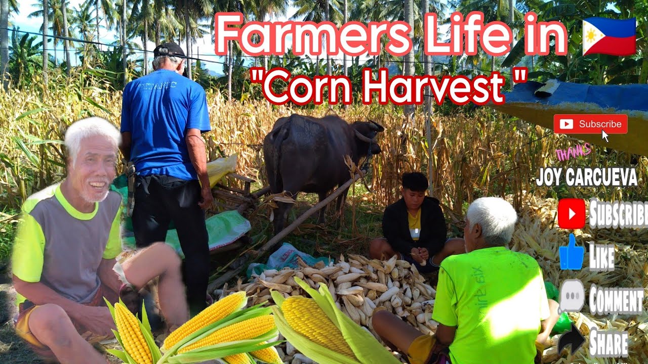 Farmers life in Philippines 🇵🇭 / my life in province together my family ...