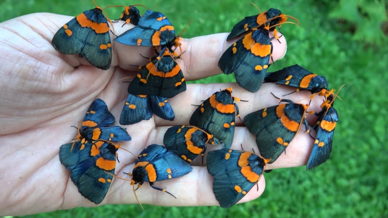 African Peach Moths: AMAZING MOTHS! Egybolis valliantina - YouTube