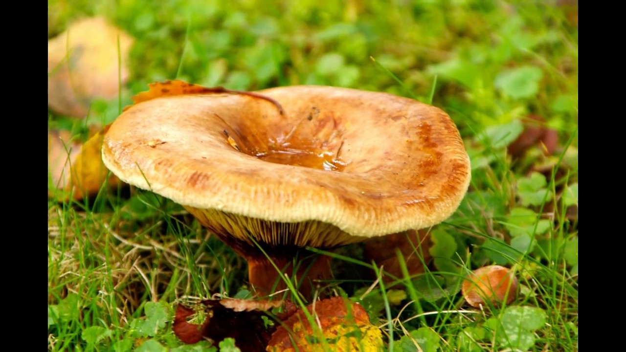 Pulkkosieni | Paxillus involutus @Finland - YouTube