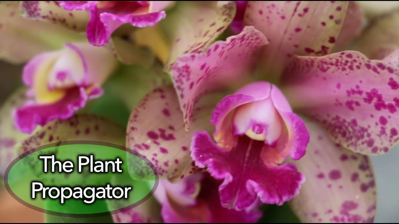Rlc. Waianae Leopard 'Ching Hua' - YouTube