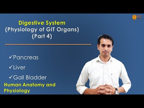 Digestive System Anatomy and Physiology (part 4): Pancreas, Liver, and ...