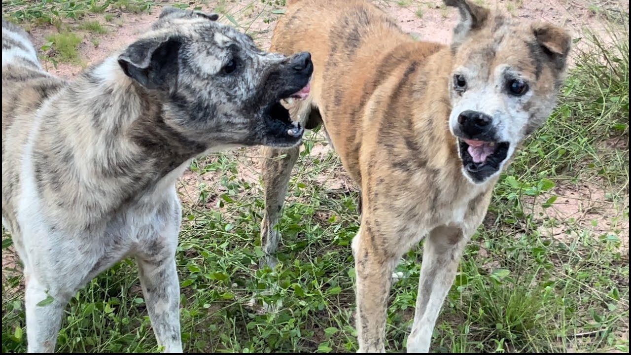 Poor old dog fight with his friends but they don't have teeth - YouTube