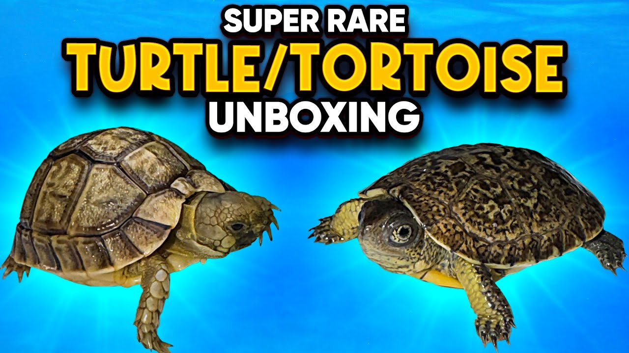 Unboxing One Of The Rarest Tortoises IN THE WORLD - YouTube