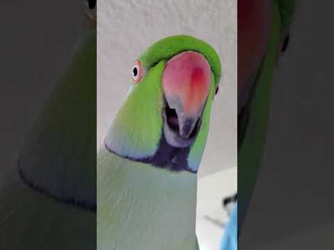 Indian Ringneck Parrot talking (Kiwi Green)
