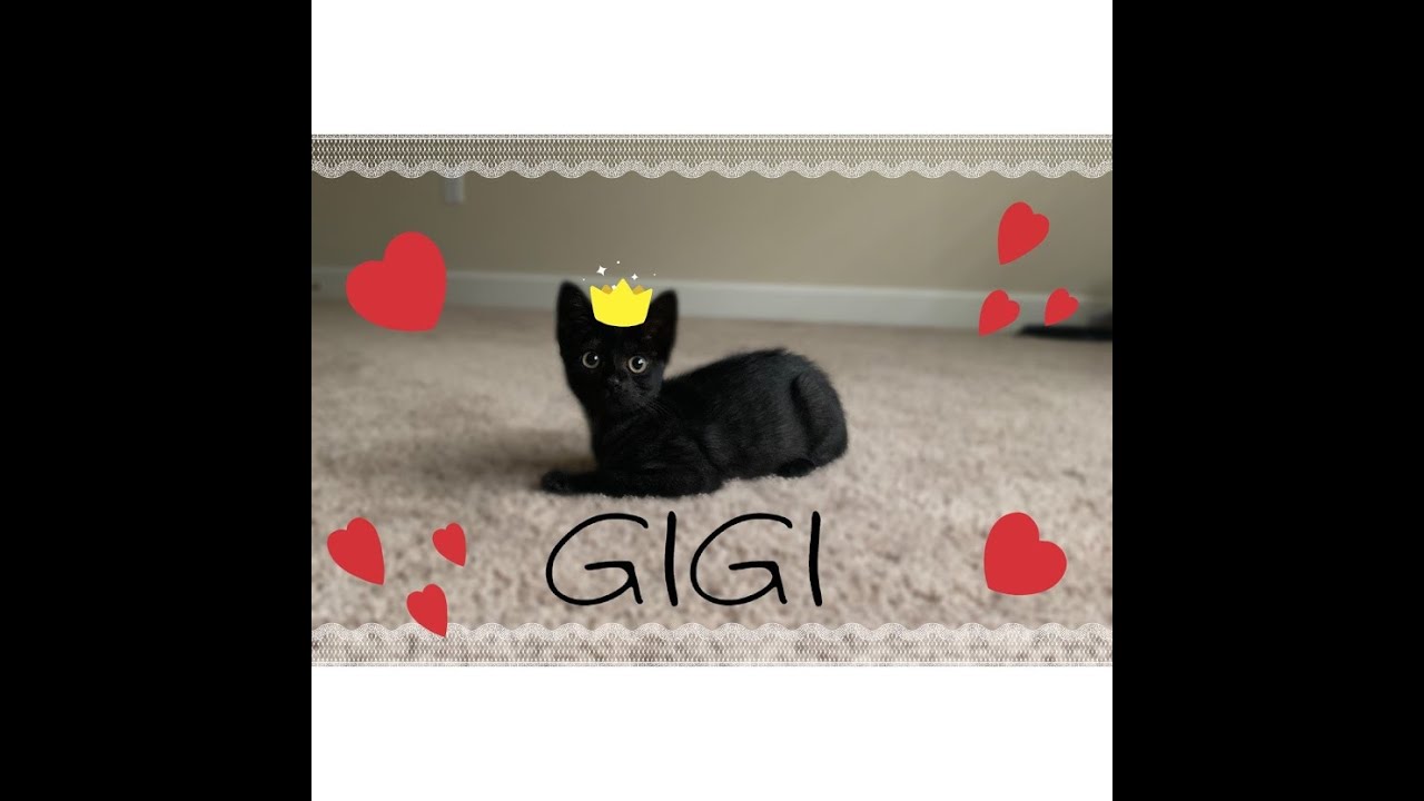 First Cat Ever!/pet story time - YouTube