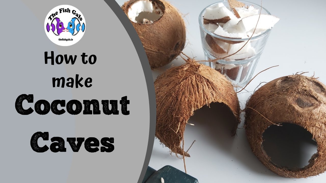 How To Make Coconut Caves for Fish Tanks- DIY Cheap Fish Caves - YouTube