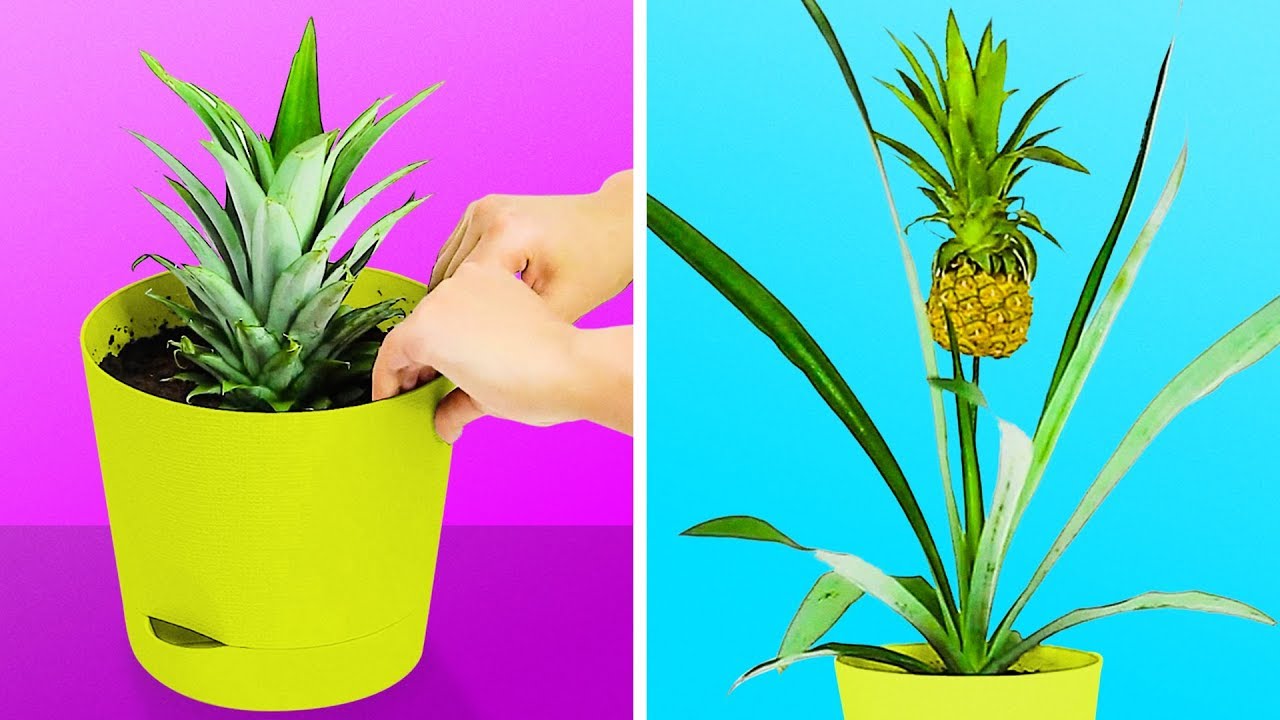 13 INGENIOUS PLANT IDEAS YOU HAVE TO TRY YouTube 13-ingenious-plant-ideas-you-have-to-try-youtube