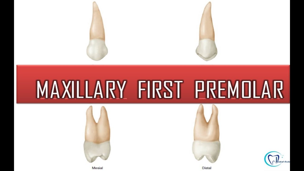 Permanent Maxillary 1st Premolar C35