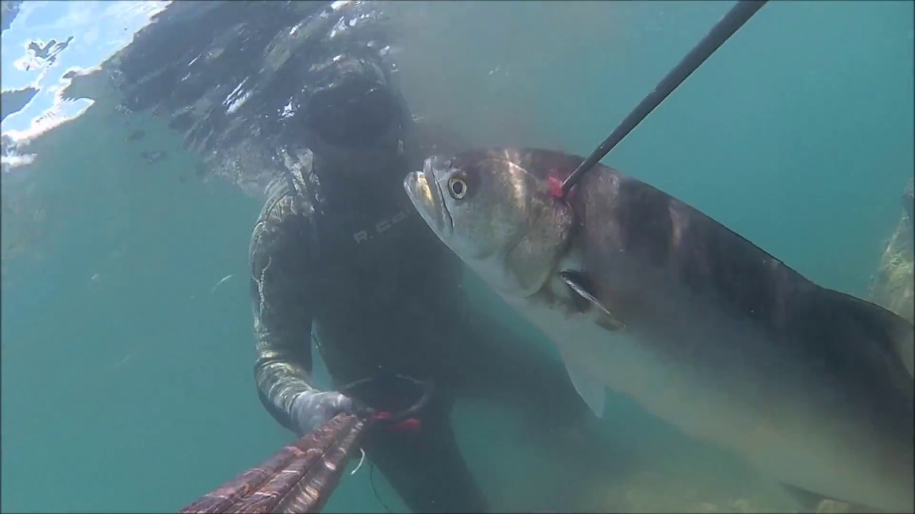 Γοφάρι 4,7kg bluefish - YouTube