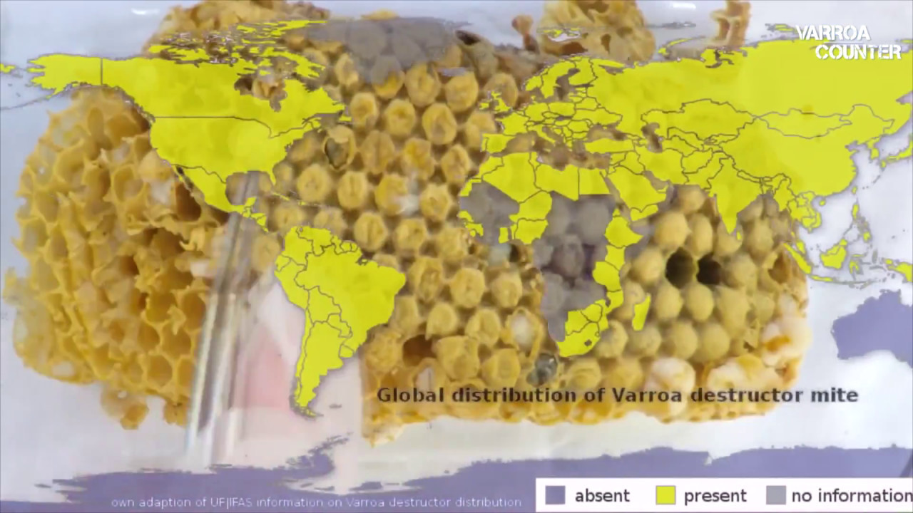 The Varroa Counter in one minute (en) - YouTube