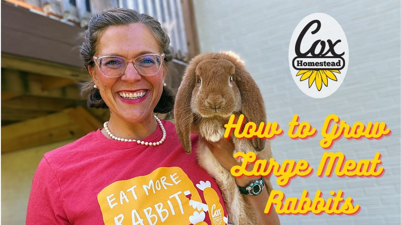 How to Grow Large Meat Rabbits: Cox Homestead Rabbitry - YouTube