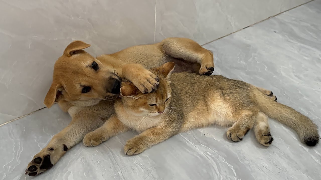 The puppy is very angry 💢! The dog was bullied by the cat. Funny and ...