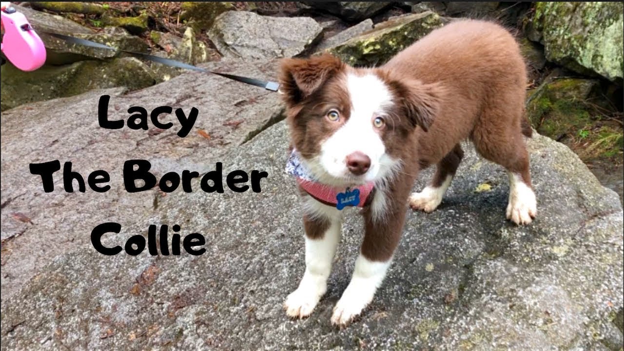 Lacy The Border Collie @ Swallow Falls - Channel Update - YouTube