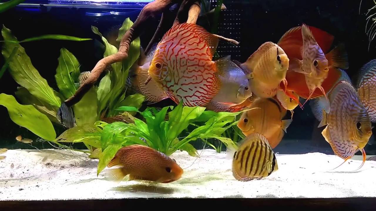 DISCUS WONDERFUL FISH Full HD - YouTube