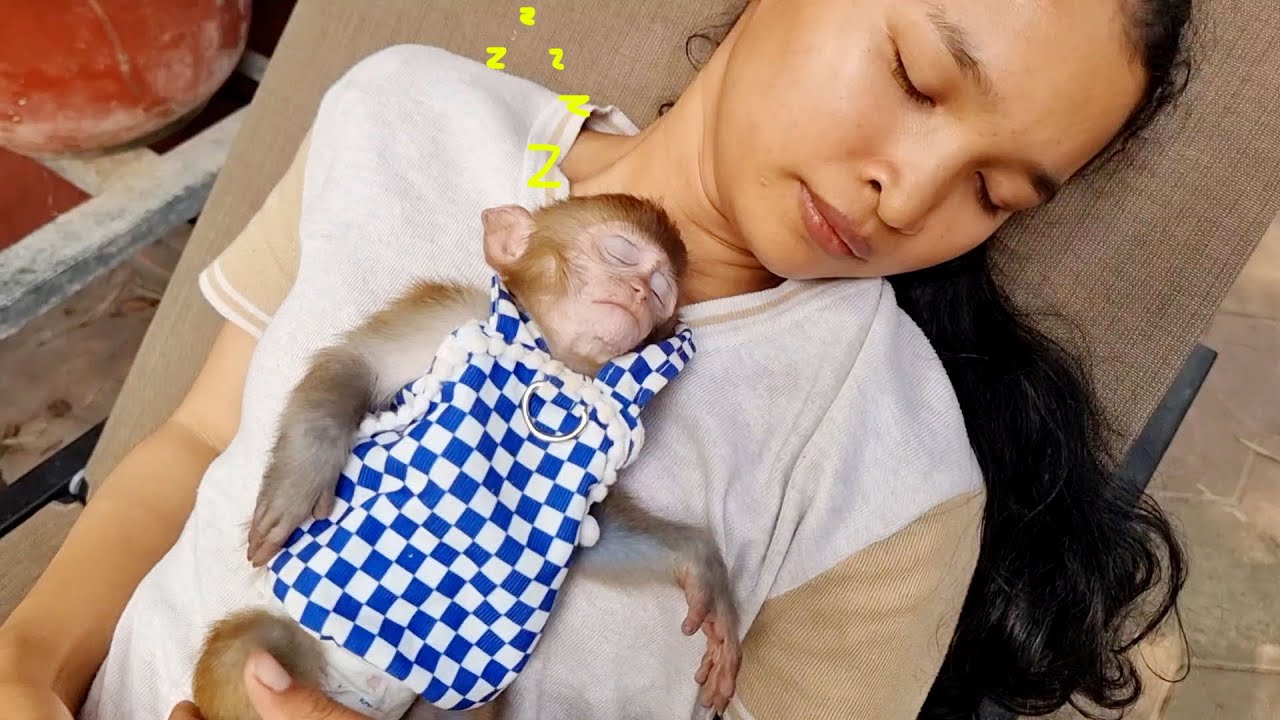 Wow Adorable Baby Monkey Alex Love to Sleep On Mom's Chest Like a Lil ...