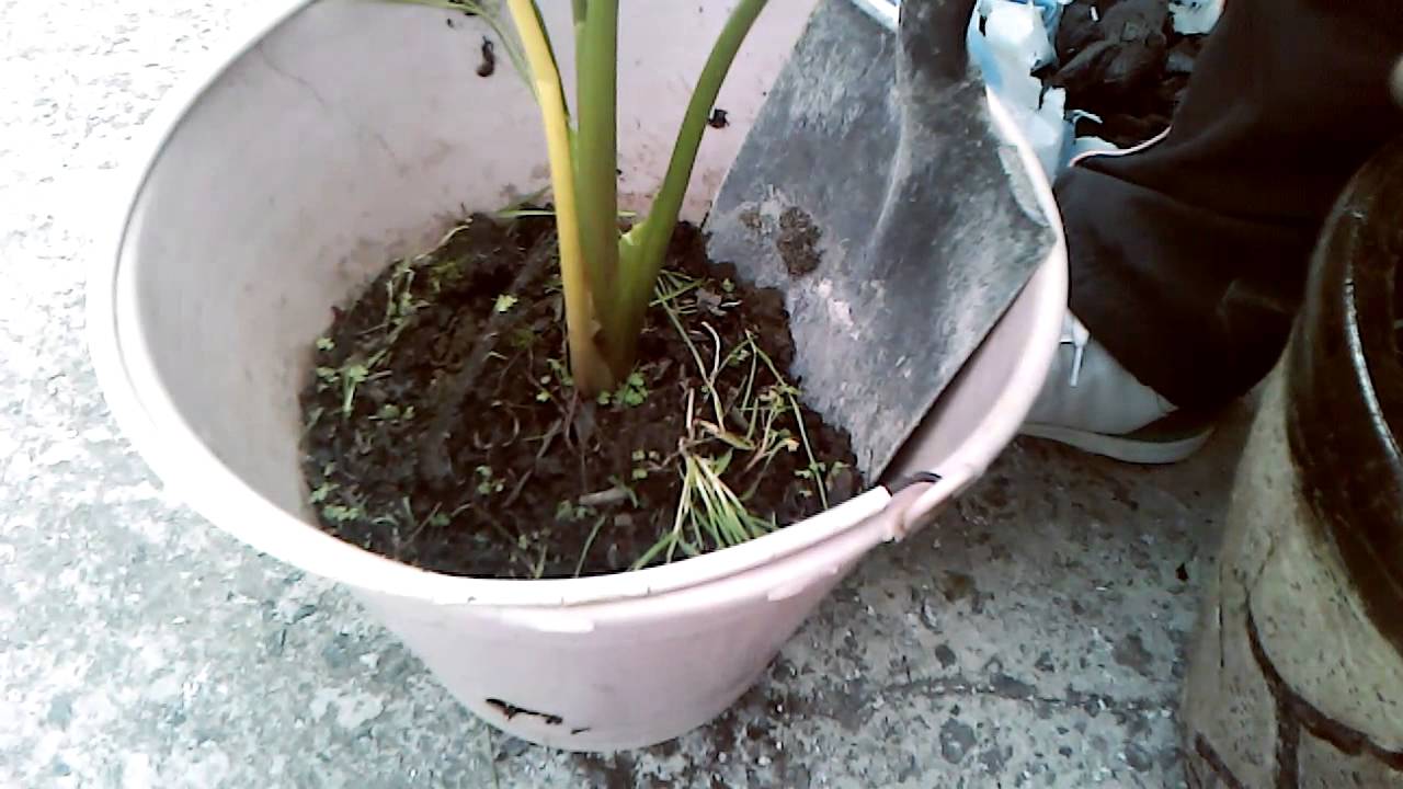 Como trasplantar una planta a una maceta - YouTube