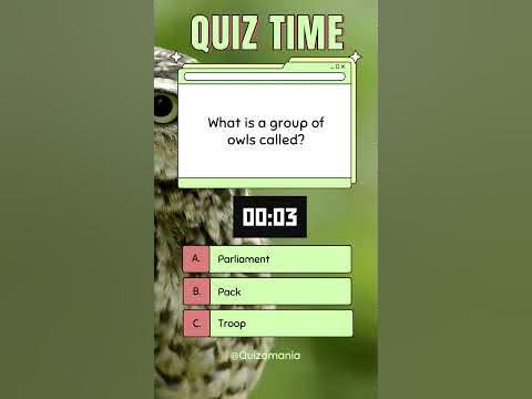 Hoot Hoot! 🦉 Test Your Owl Knowledge with This Fun Quiz! 📝 - YouTube