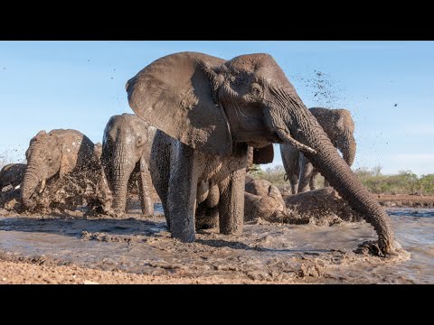 Elephants at Mashatu taken from the Matebole Hide - YouTube