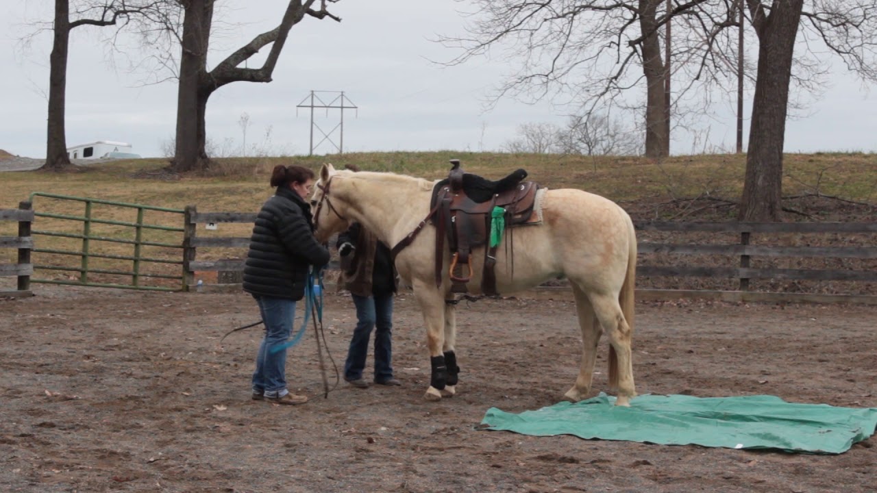 Horse spooks. How to video on Riding a spook. Desensitizing to a Tarp ...