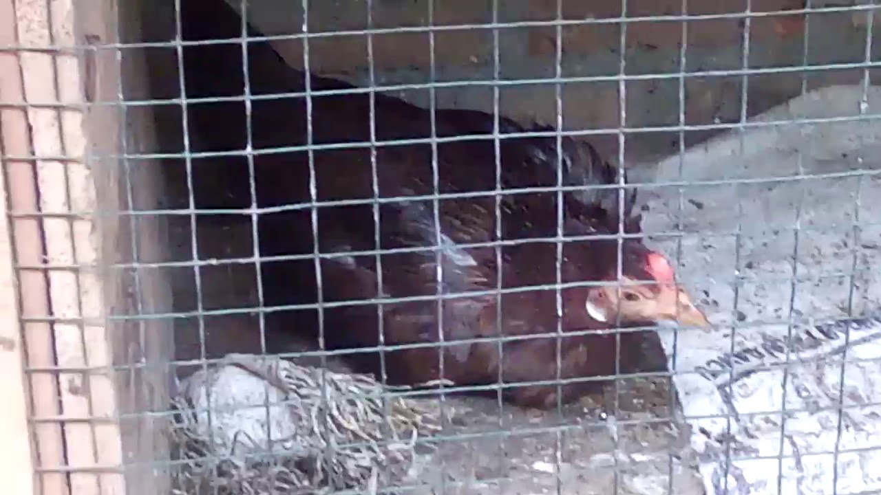 Embun = cinta kelepak kelepak ciptaan ayam jantan - YouTube