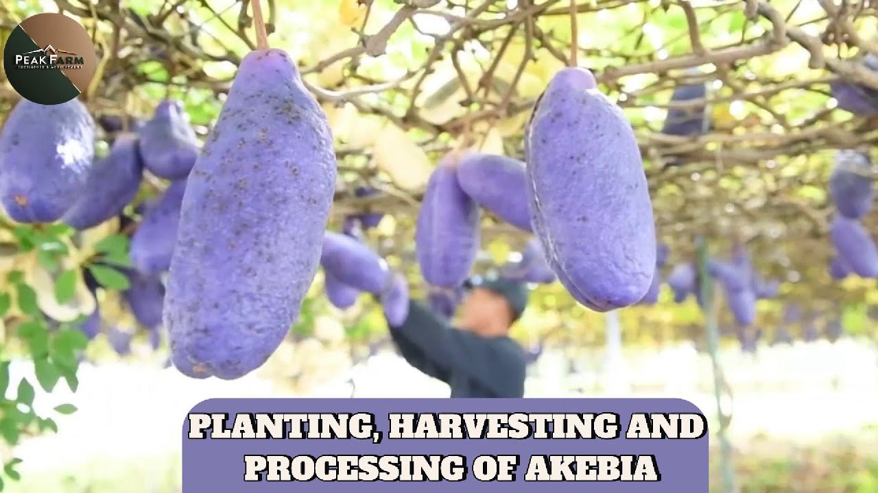 Modern Agriculture 🌱 - Planting, Harvesting and Processing of Mutton ...