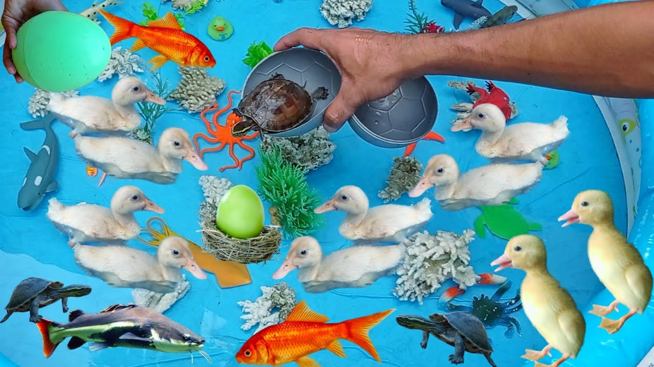 take a bath in the pool of cute ducks, fish, turtles, surprise eggs ...