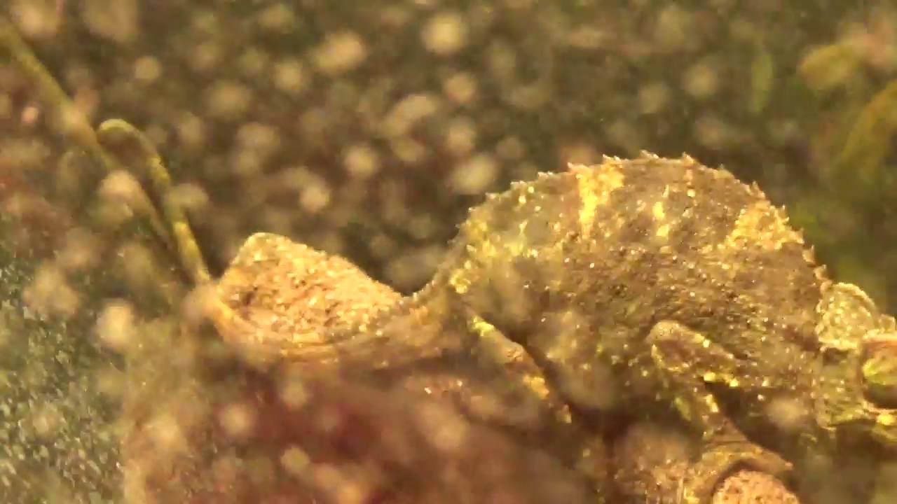 My Pet Jackson's Chameleon Giving Birth to a Baby - YouTube