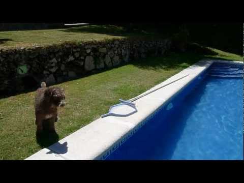 Perro de aguas buceando (spanish water dog diving in the pool) - YouTube