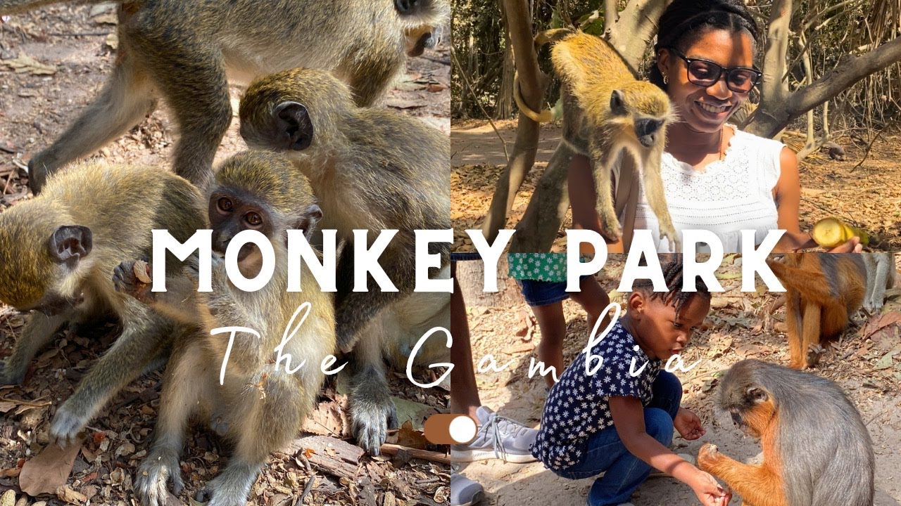 Visiting a Monkey Park | Gambia, Africa 🇬🇲 - YouTube