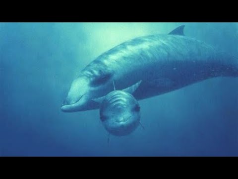 The rarest whale on the planet, The Spade-Toothed Beaked Whale 🐋 #ocean ...