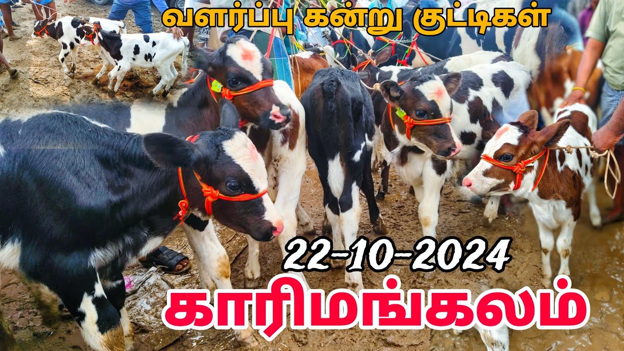 karimangalam cow market Biggest HF cow Jersey cow market Dharmapuri ...