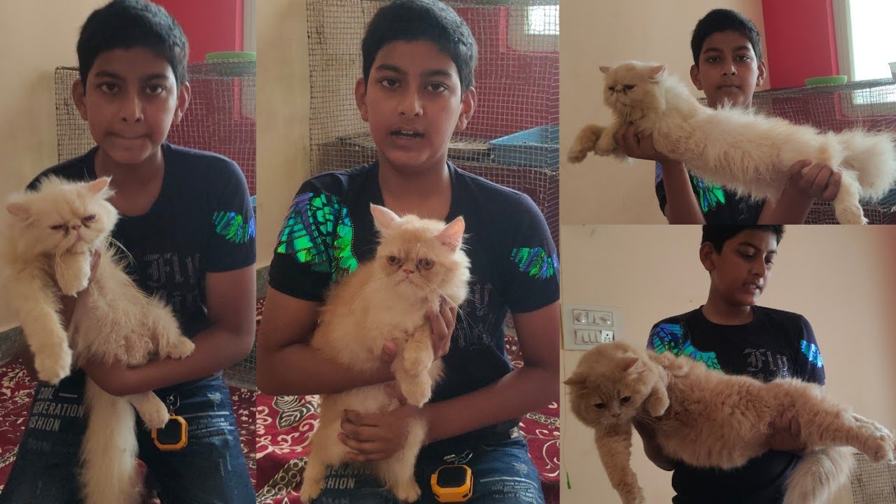 extreme punch face Persian cats in Hyderabad Attapur | semi punch face ...