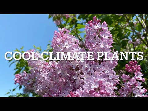 Cool Climate Plants - YouTube
