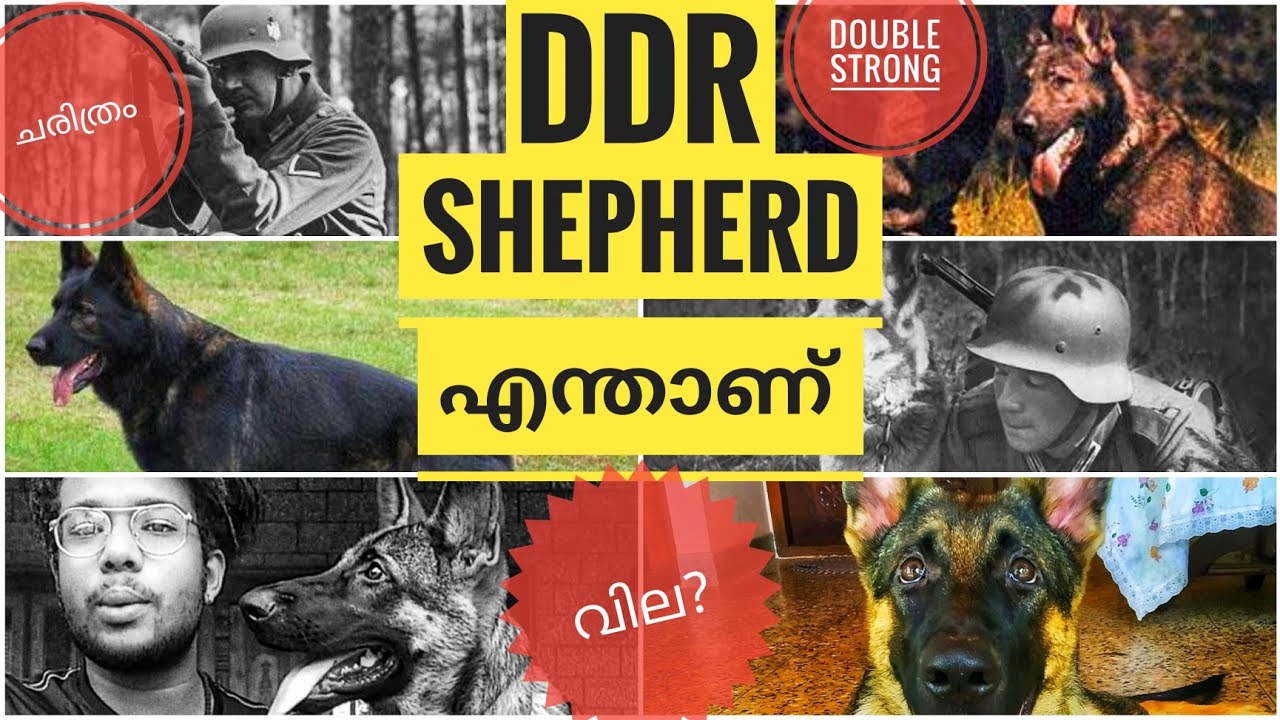 എന്താണ് DDR GERMAN SHEPHERD ,PRICE?, WORKING LINE GSD TYPES ect ...
