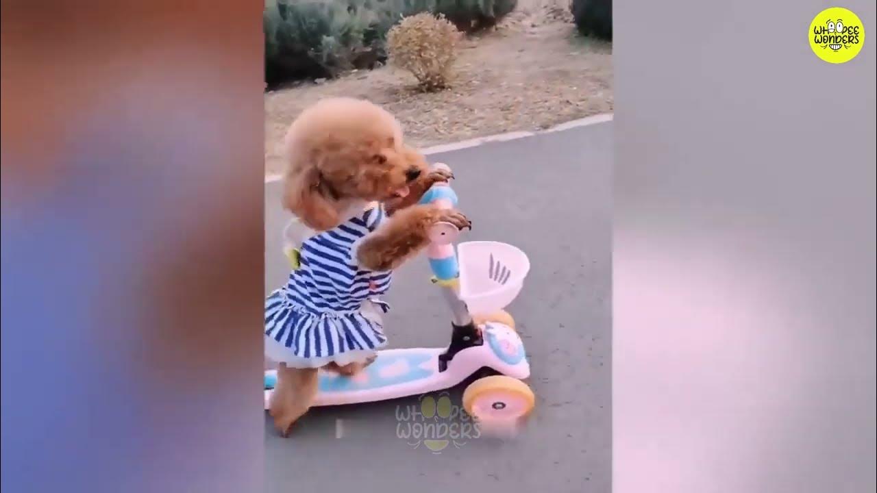 "Ultimate Fail Compilation 36 | The Most Hilarious Epic Blunders of 2025!" - YouTube