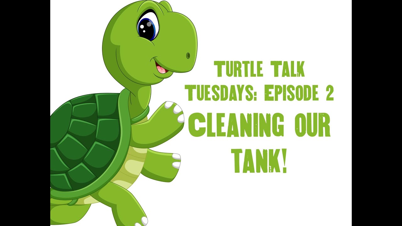 Turtle Talks Tuesday: Episode 2 - YouTube