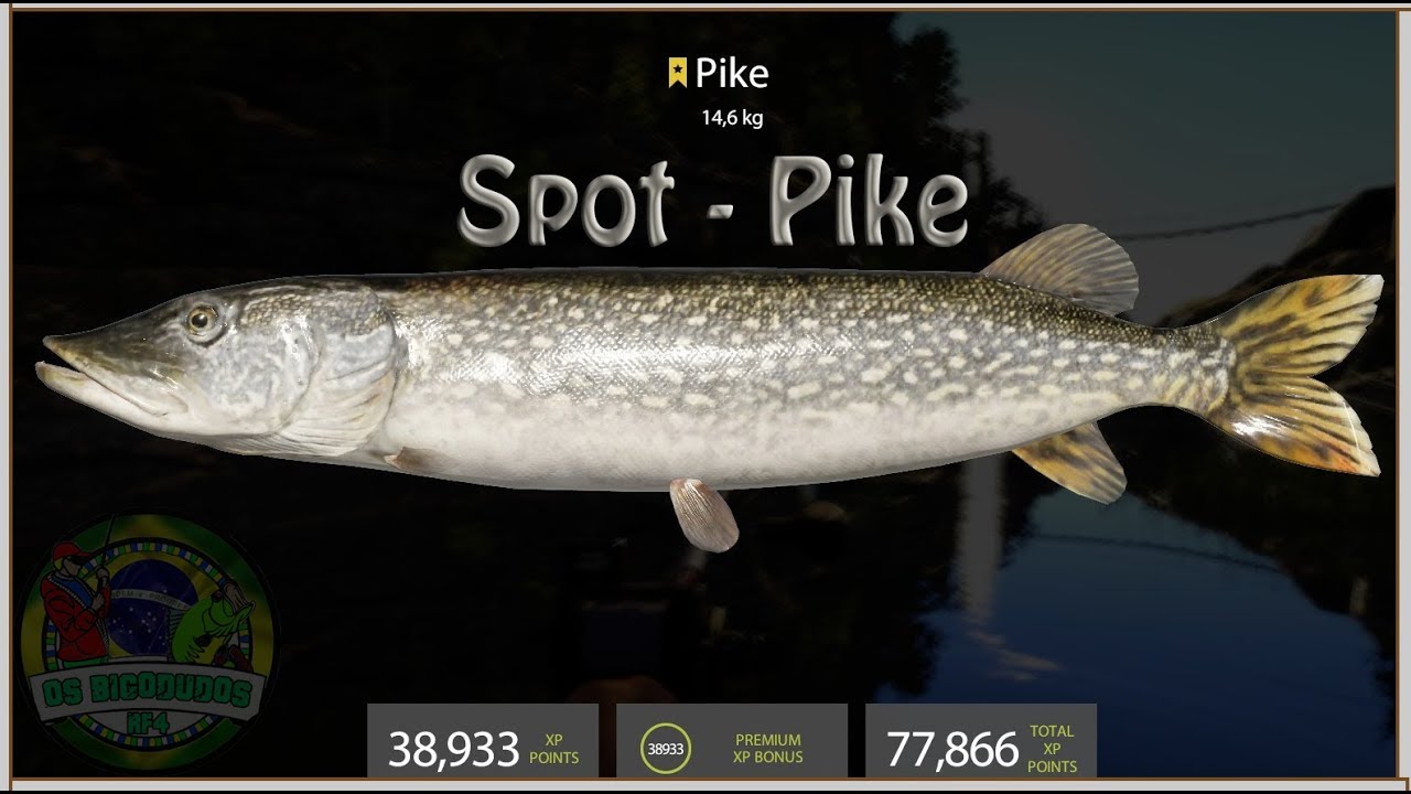 Russian Fishing 4 - Ladoga - Spot Pike - (Pike Trophy 14.6kg) - YouTube