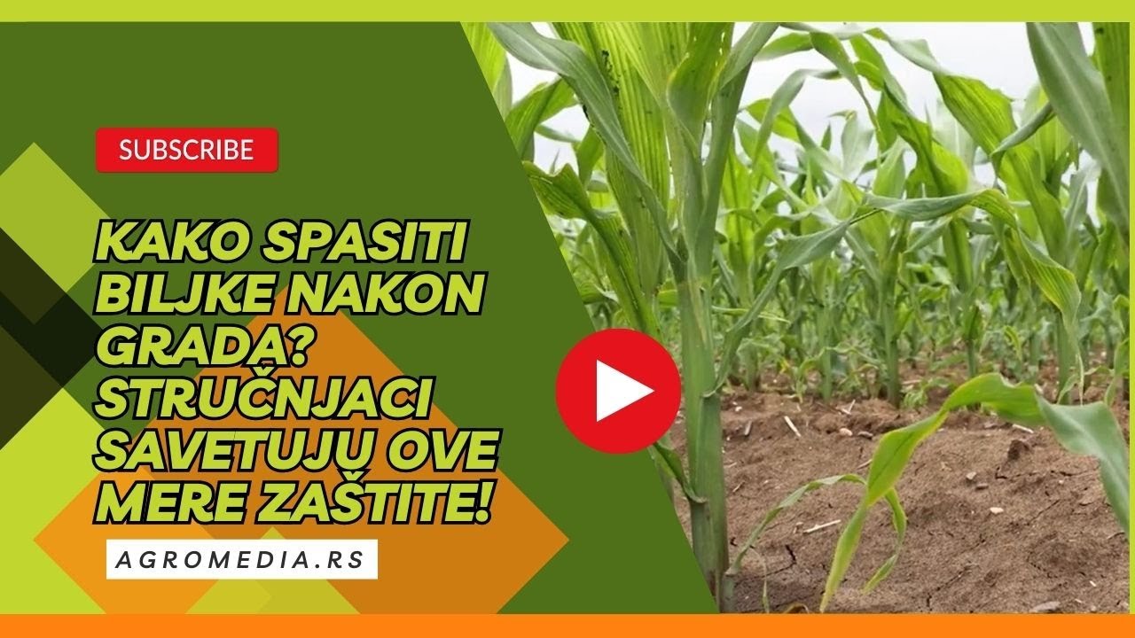 Kako SPASITI biljke nakon GRADA? Stručnjaci savetuju ove mere ZAŠTITE ...