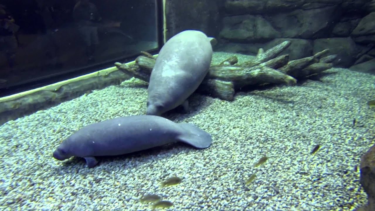 zoo-view-new-manatee-cincinnati-zoo-youtube