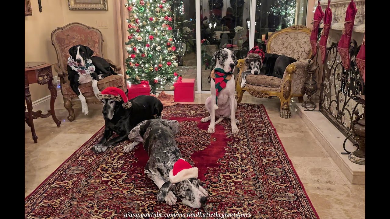 Five Fabulous Great Danes Pose For A Perfect Merry Christmas Photo ...