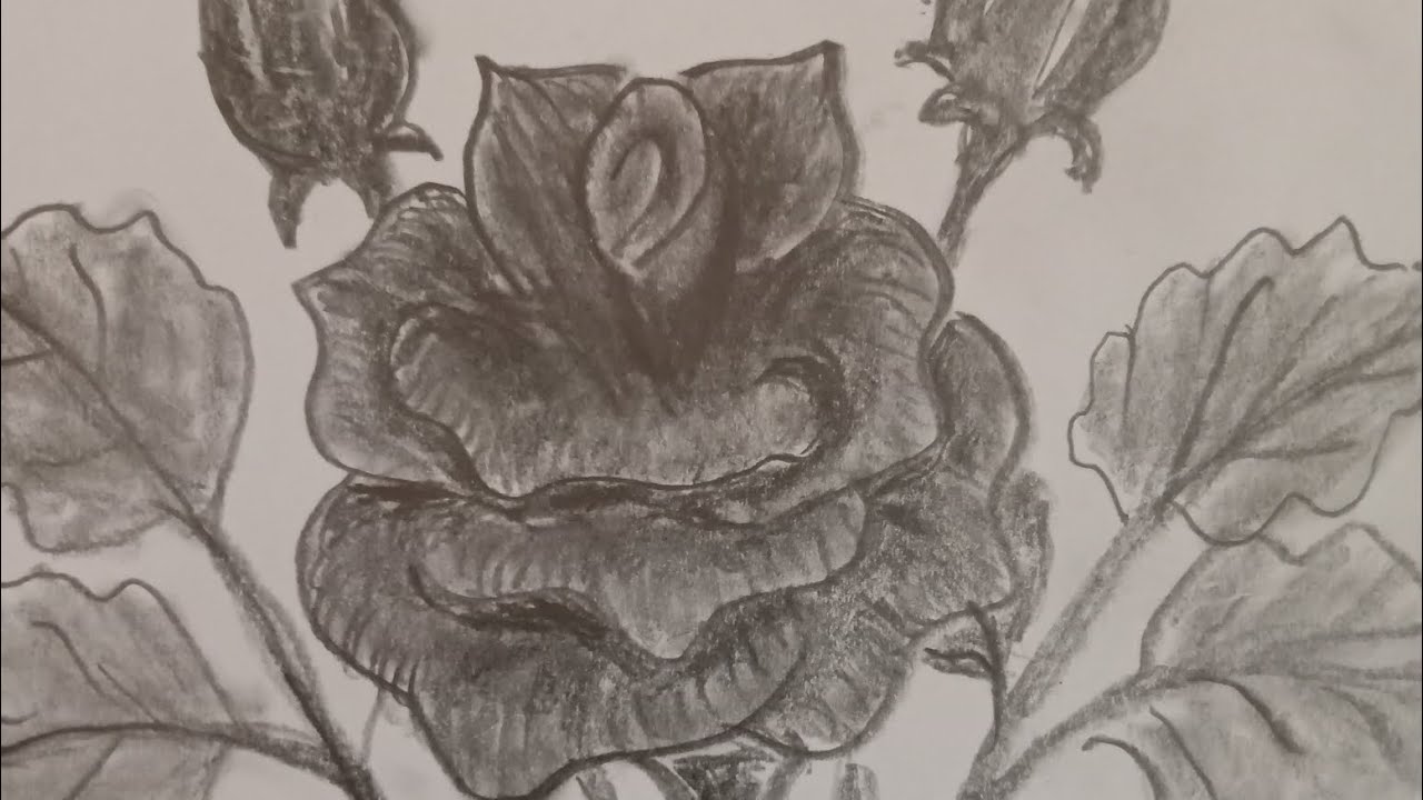 how to draw a rose with pencil// how to draw a flower on paper page ...