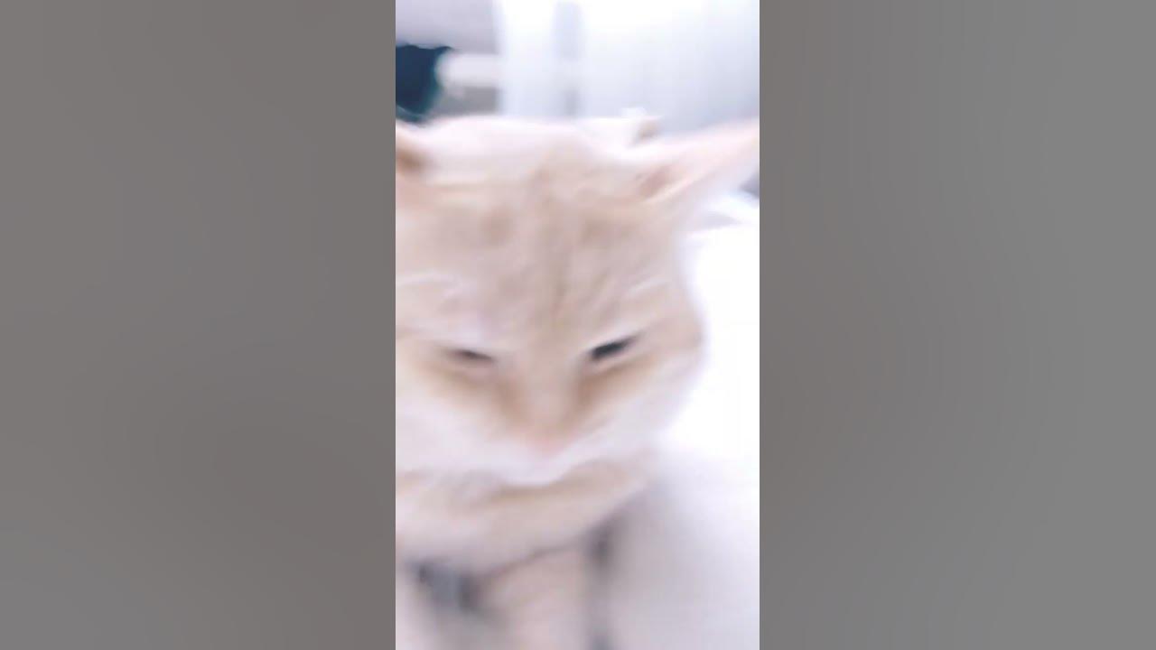 котик чипи чипи чапа чапа - YouTube