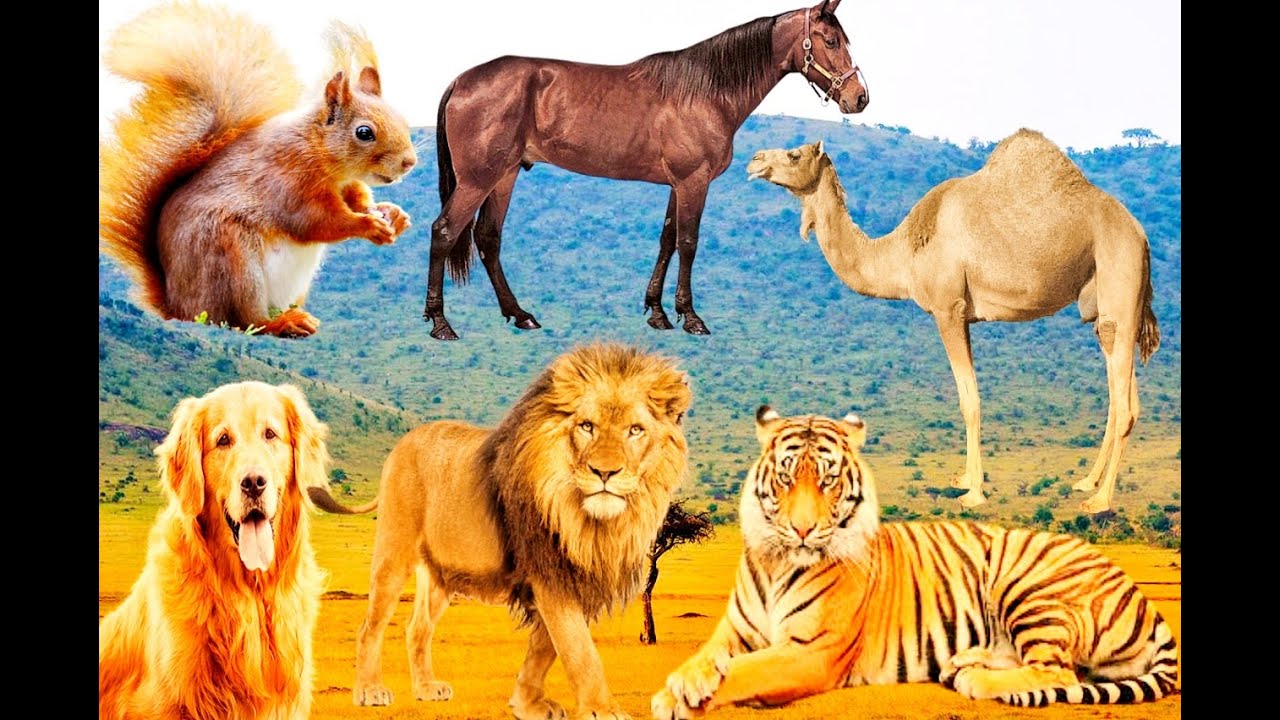 Cute Sounds of Animals:Goat, Cat, Dog, Sheep, Dolphin, Camel,| animal ...