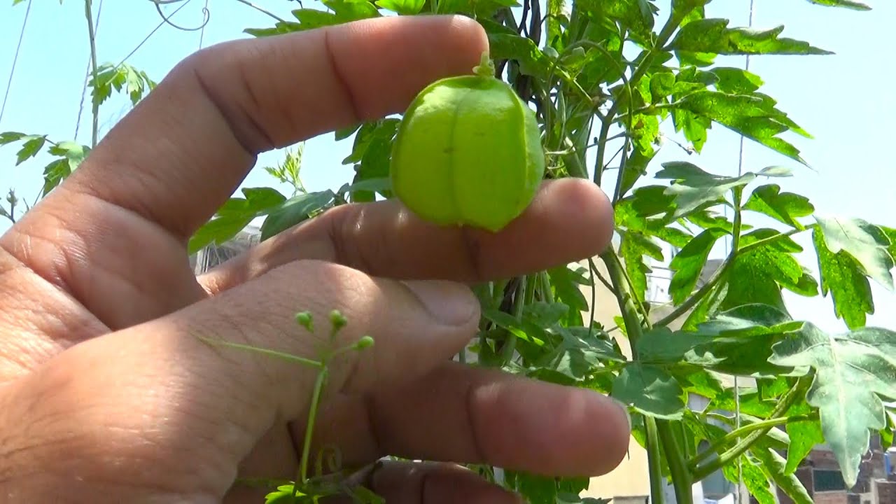 How Do You Grow Balloon Vine From seeds | step-by-step guide ...