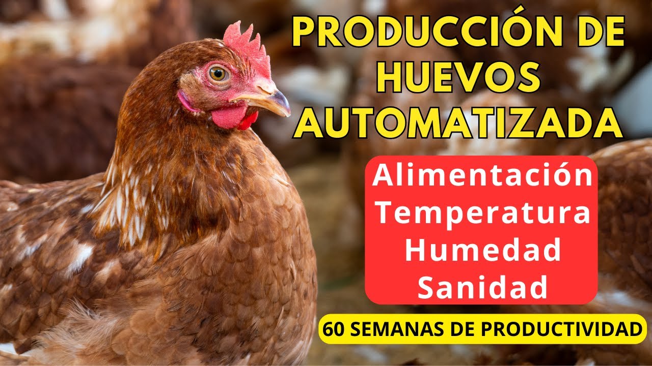 PRODUCCIÓN DE HUEVOS _SISTEMA INTENSIVO GALLINAS PONEDORAS_AVICULTURA ...