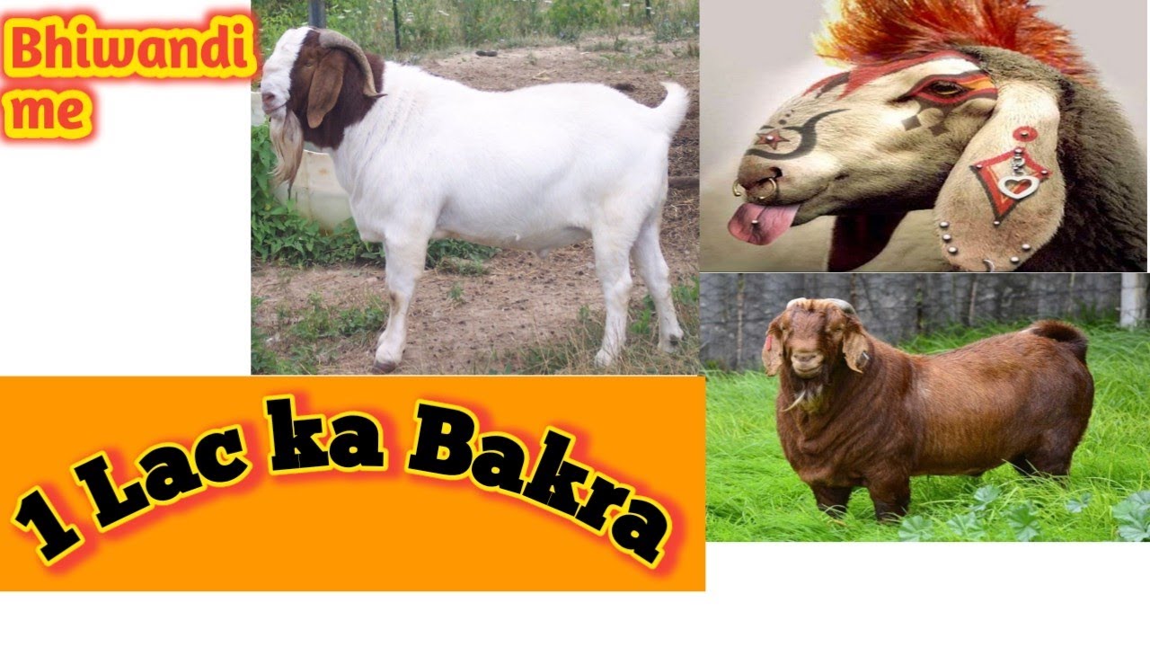 1 lac ka Bakra 🔥 #trending #viral #bakra - YouTube