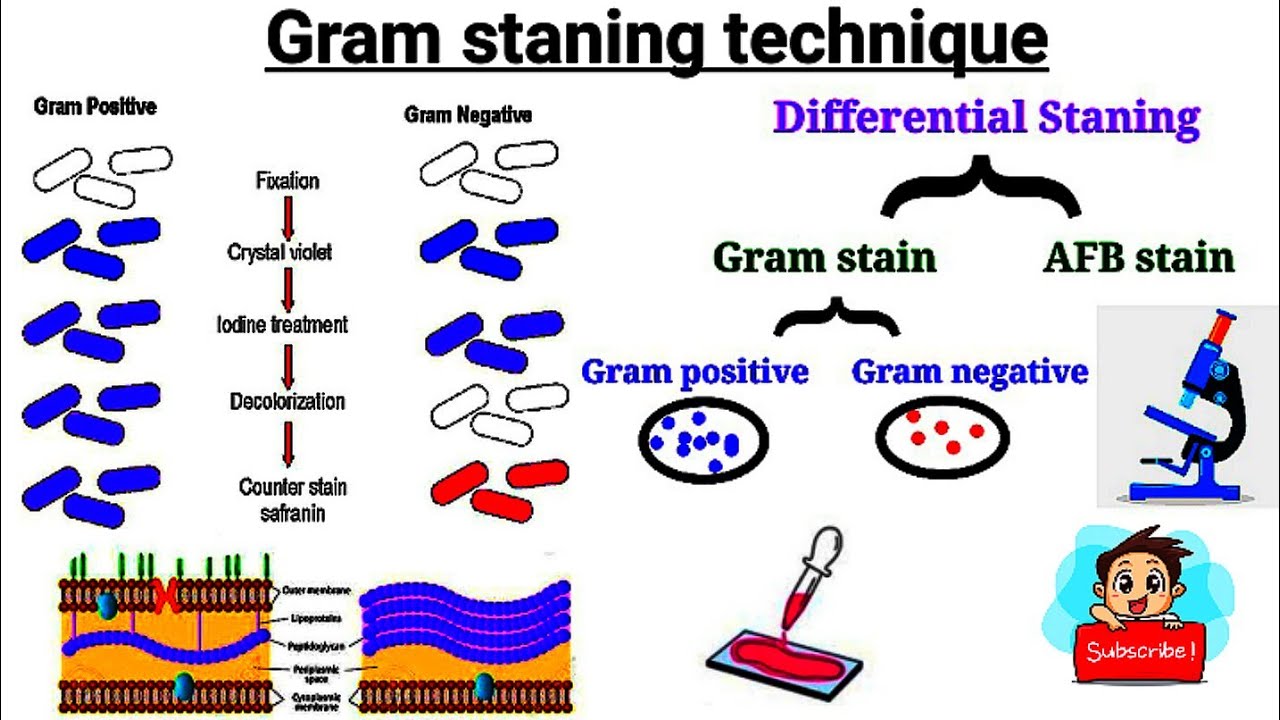 Gram staning technique || Simple explanation in hindi || Part -2 - YouTube