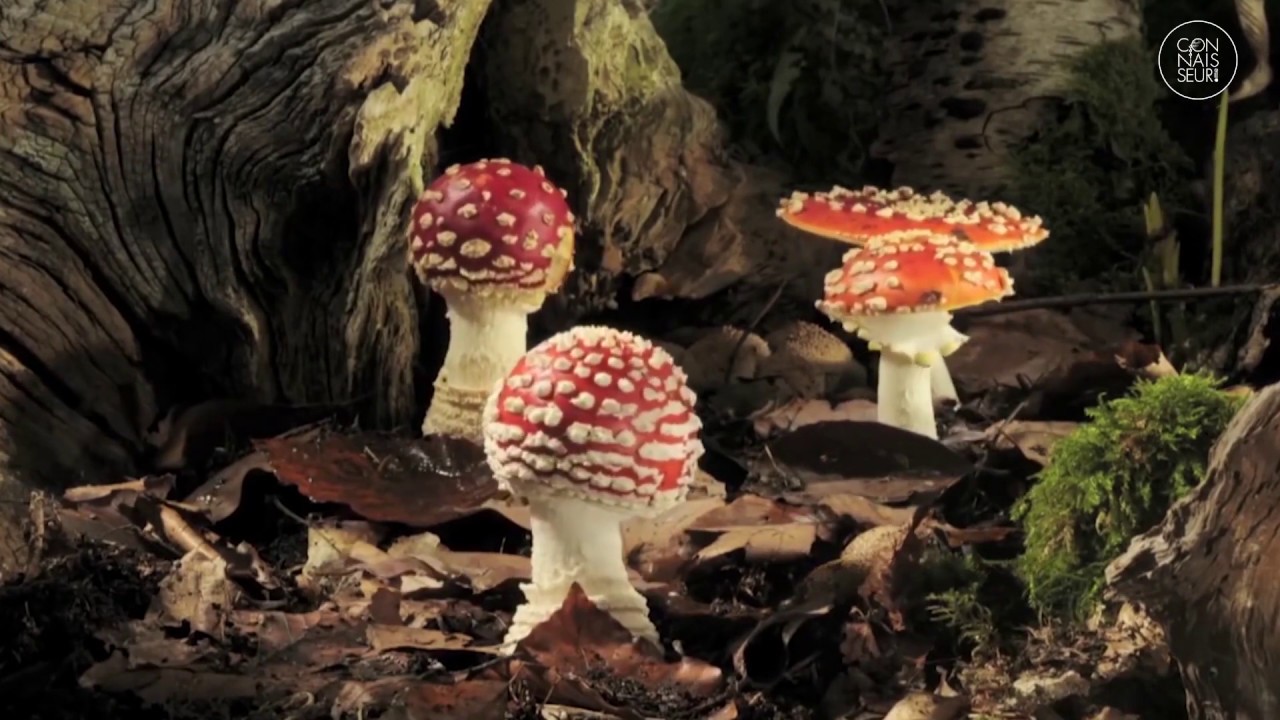 Jepe & Takumi Motokawa presents Battera - "Translations" - YouTube